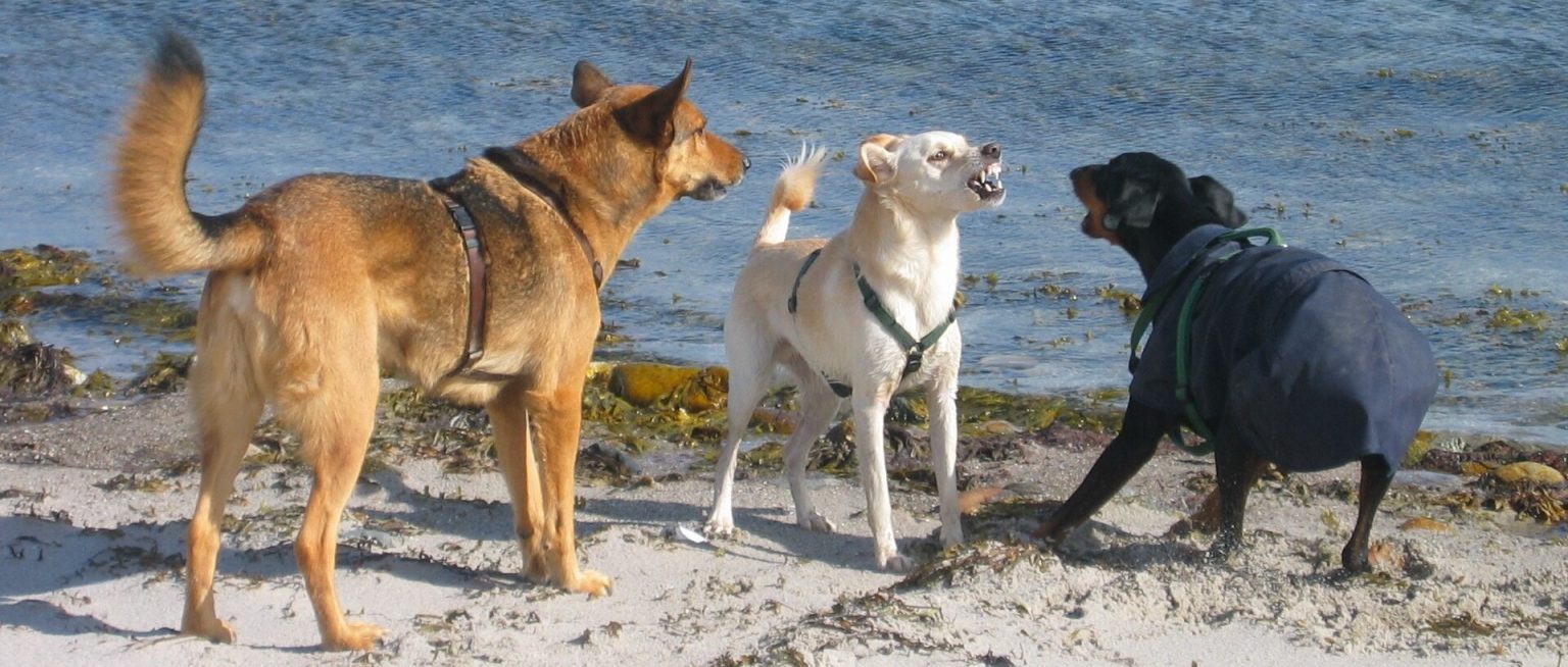 Ernsthafte Konflikte vermeiden – Verstehen. Entschärfen. Vorbeugen ...